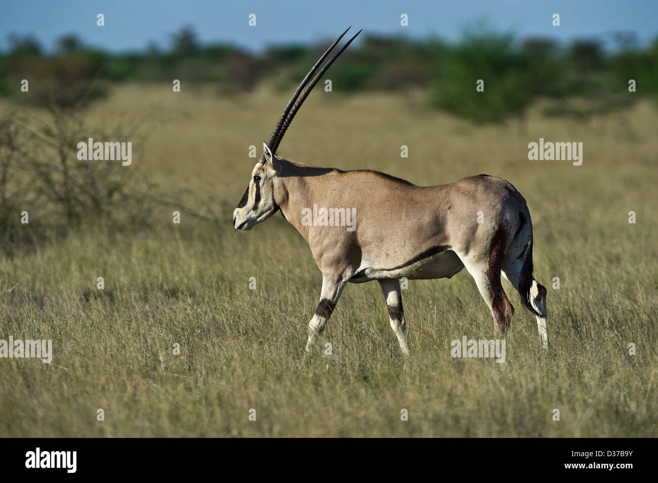 Ethiopian herbivores hi-res stock photography and images - Alamy
