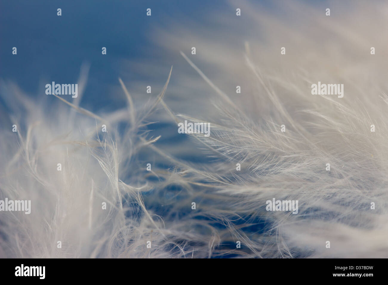 Down feathers goose hi-res stock photography and images - Alamy