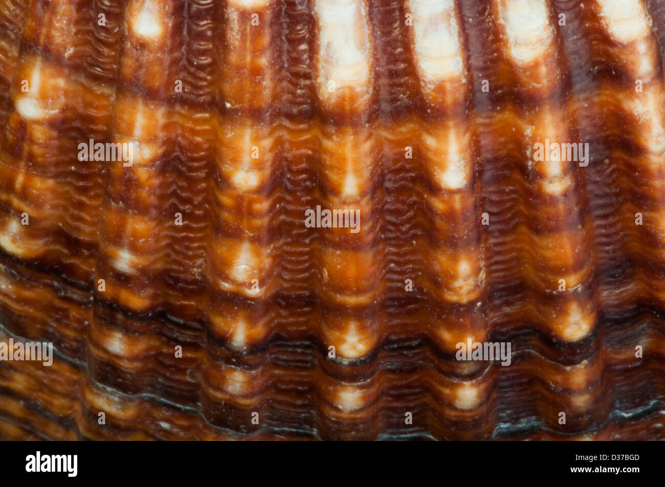 Part of shell very close up for background. Sea shell texture Stock ...