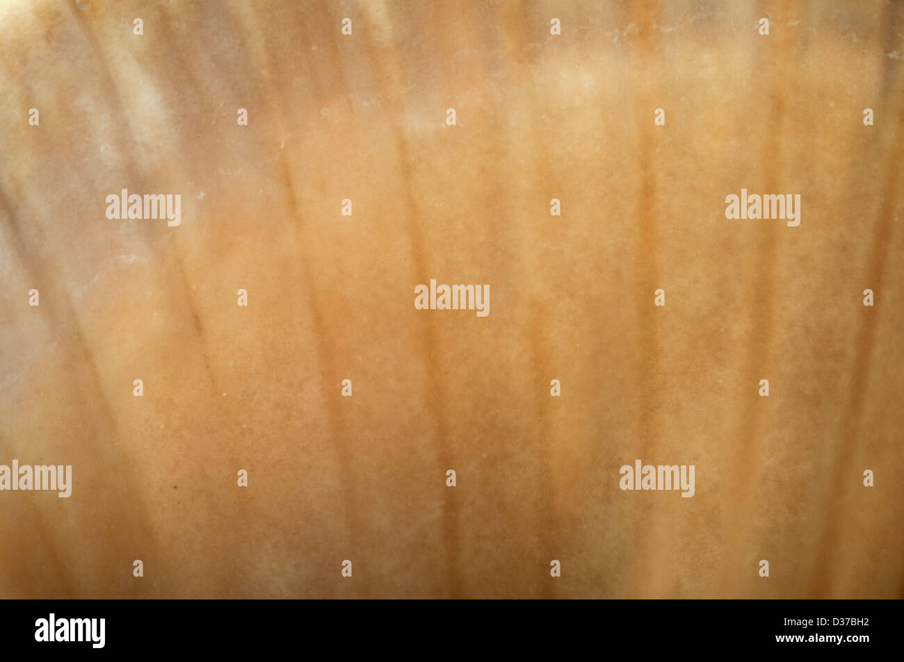 Part of shell very close up for background. Sea shell texture Stock ...