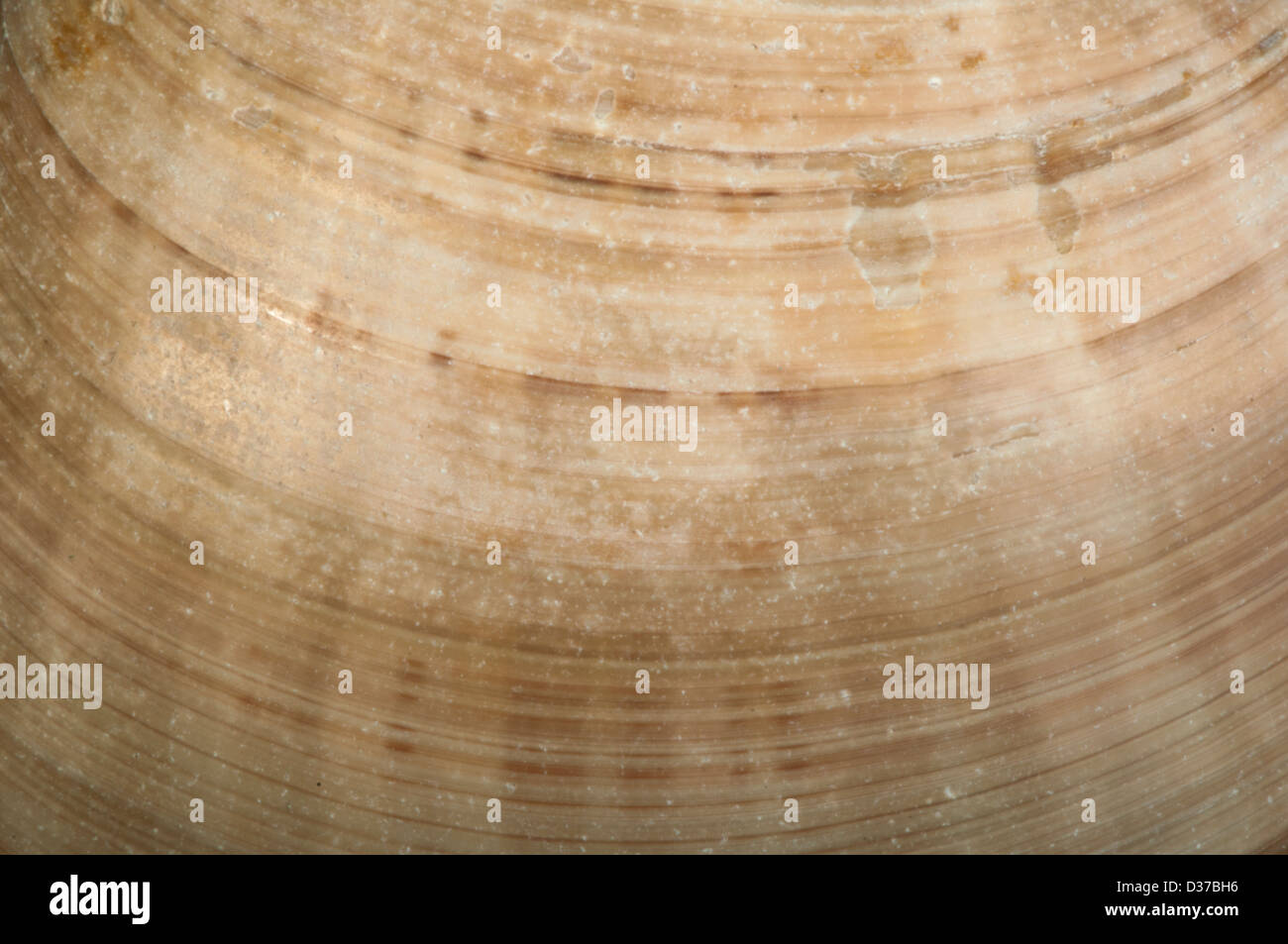 Part of shell very close up for background. Sea shell texture Stock ...