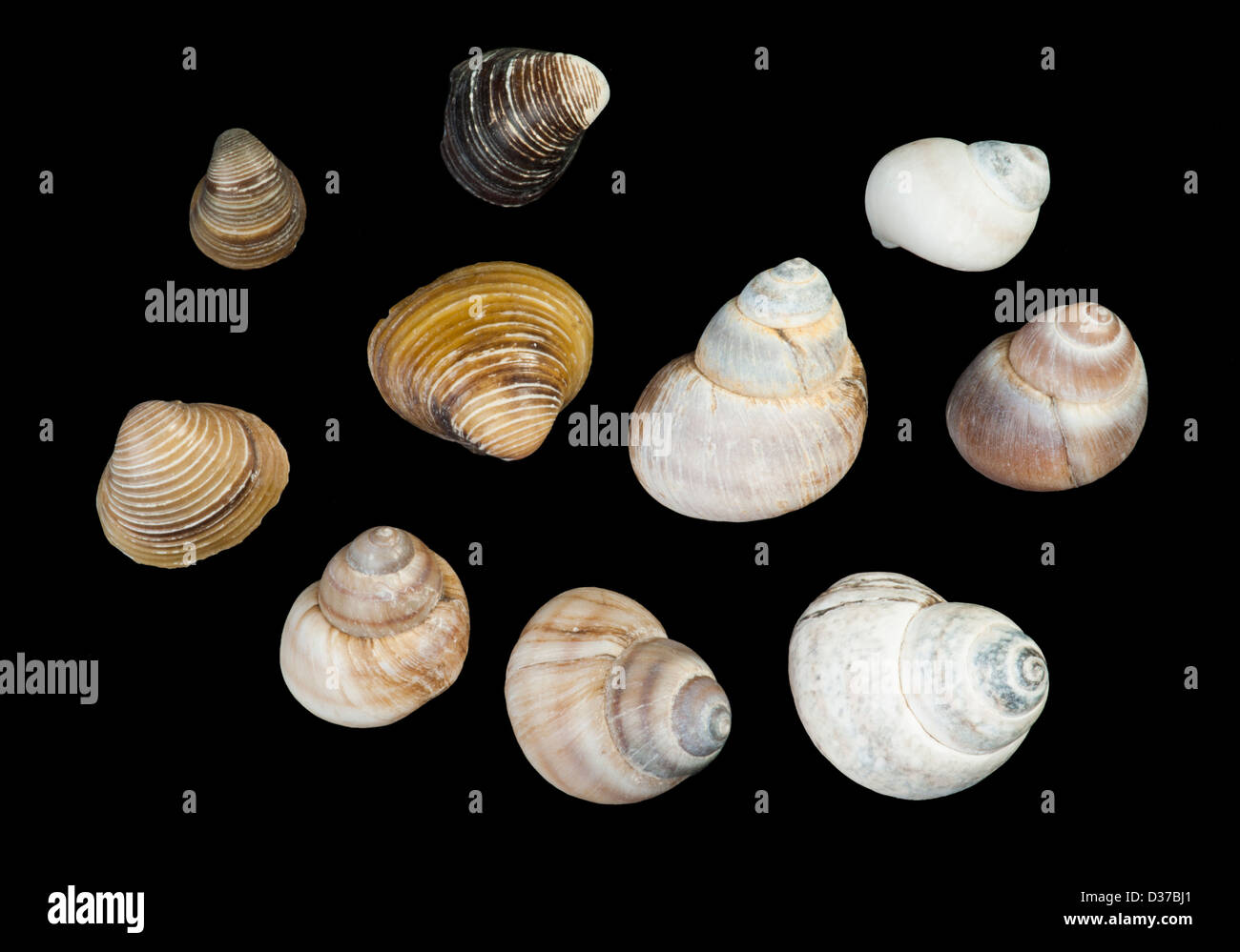 Set of sea shells black isolated. Studio shot Stock Photo - Alamy