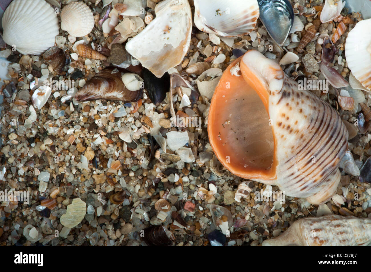 Scattered seashells and rapanas for background. Studio shot Stock Photo ...