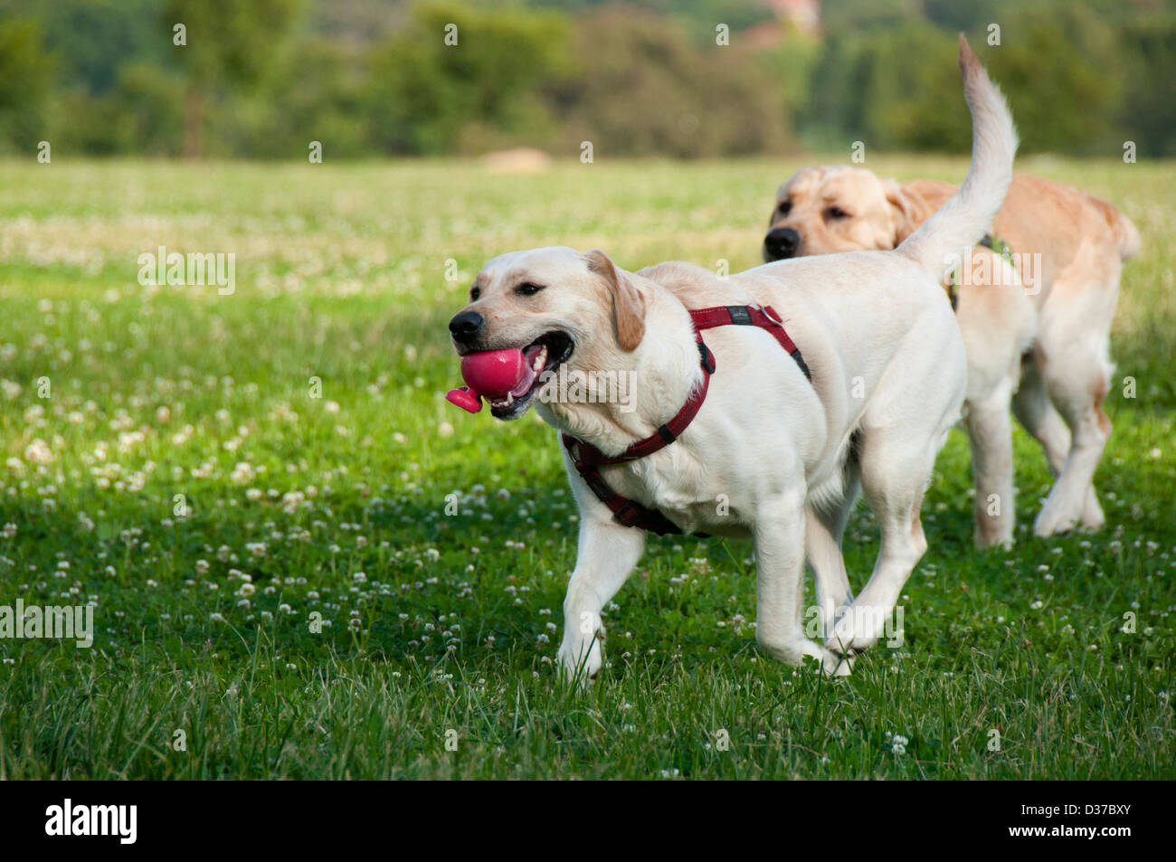 Two labradors hi-res stock photography and images - Alamy