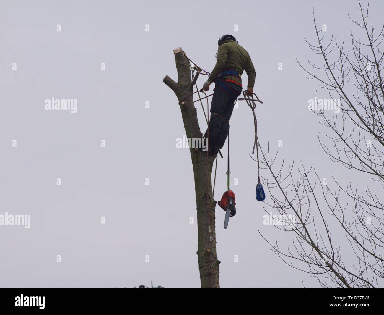 Man up in a tree using a chainsaw to cut it down Stock Photo - Alamy