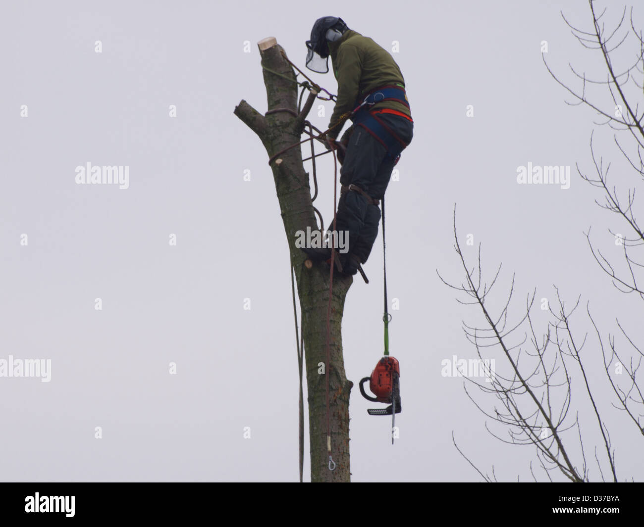 Man up in a tree using a chainsaw to cut it down Stock Photo - Alamy