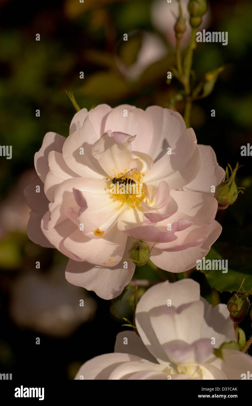 Hover fly on a pink rose Stock Photo - Alamy
