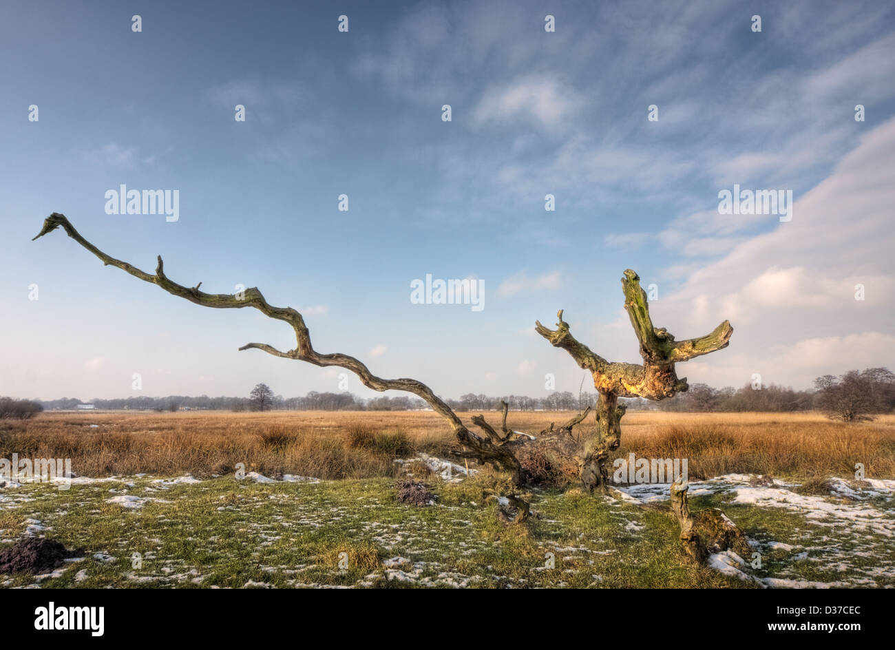 Dead oak tree hi-res stock photography and images - Alamy
