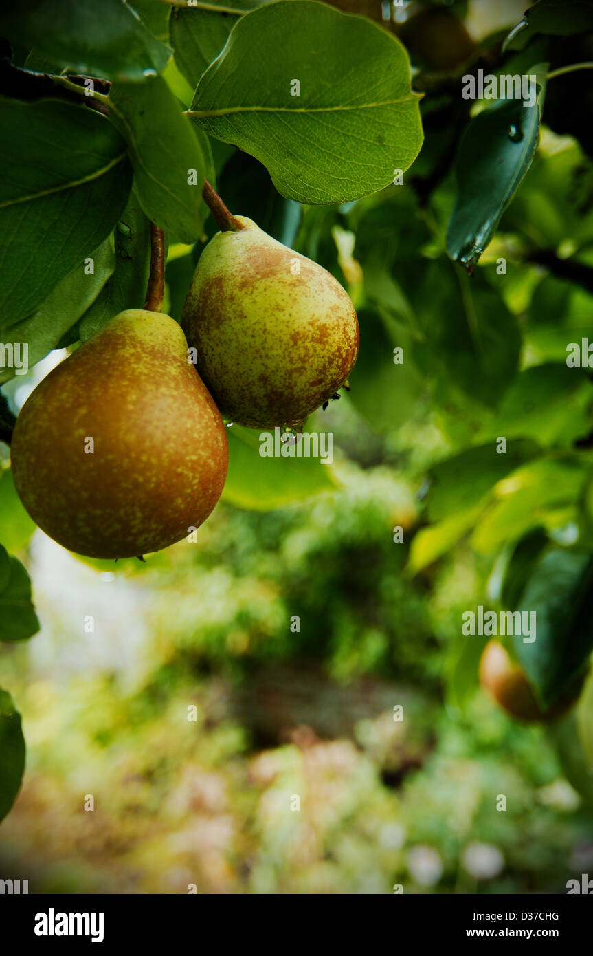 Fruit pair hi-res stock photography and images - Alamy
