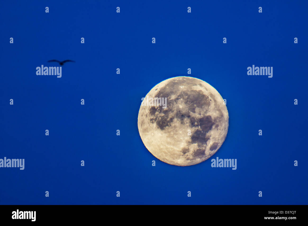 Full moon with silhouette of bird Stock Photo - Alamy