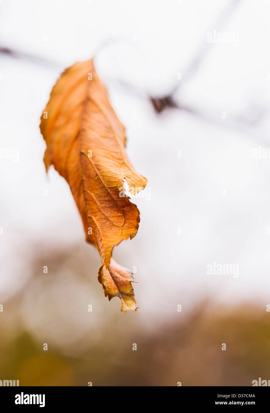 USA, Massachusetts, Autumn leaf Stock Photo - Alamy