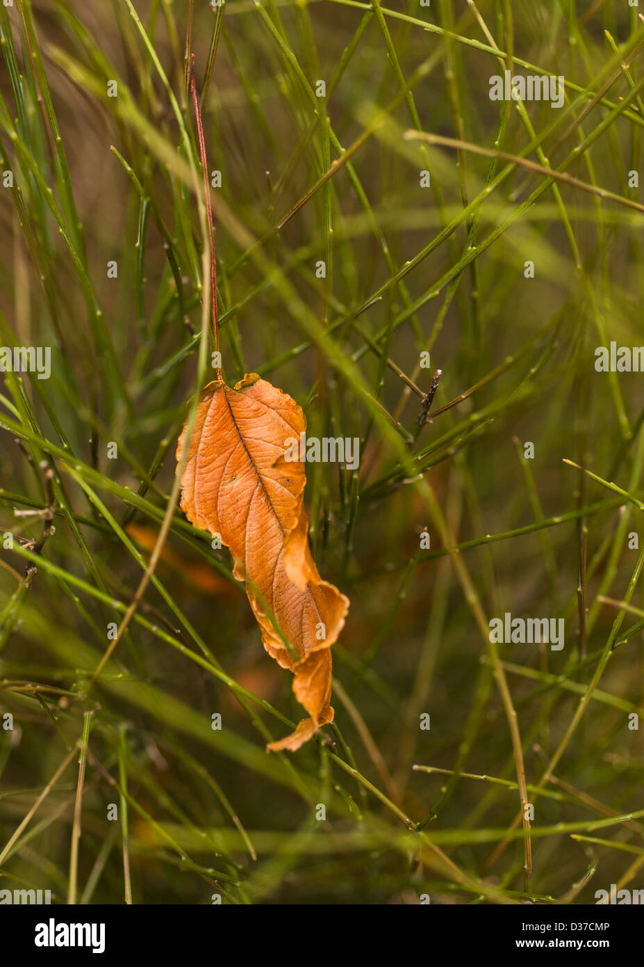 Tangled grass hi-res stock photography and images - Alamy