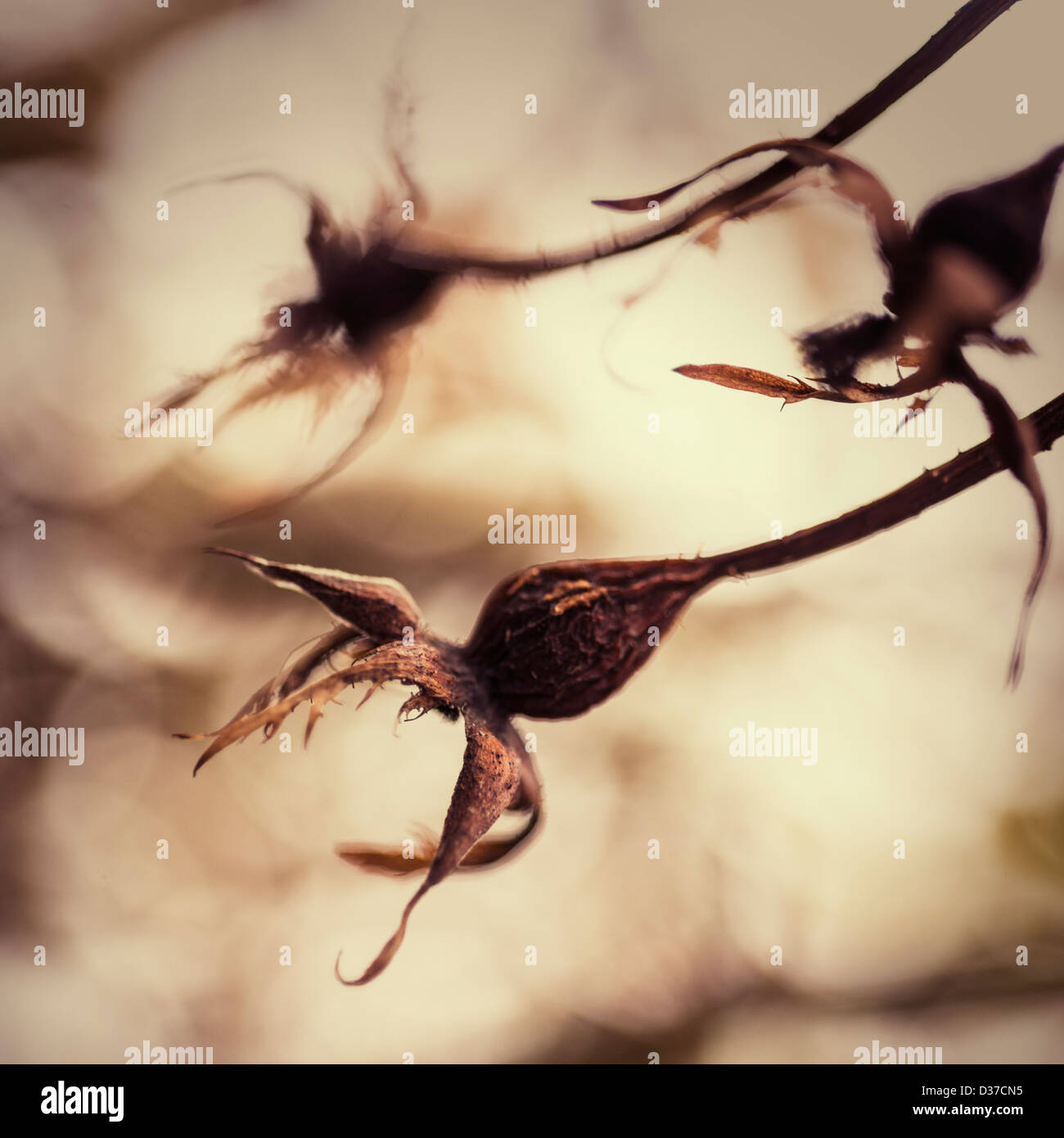 Dead bud hi-res stock photography and images - Alamy