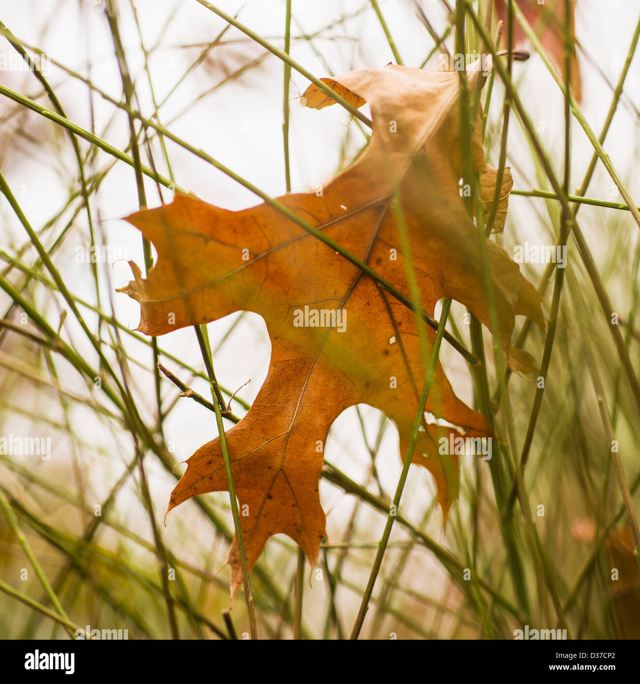 Tangled grass hi-res stock photography and images - Alamy