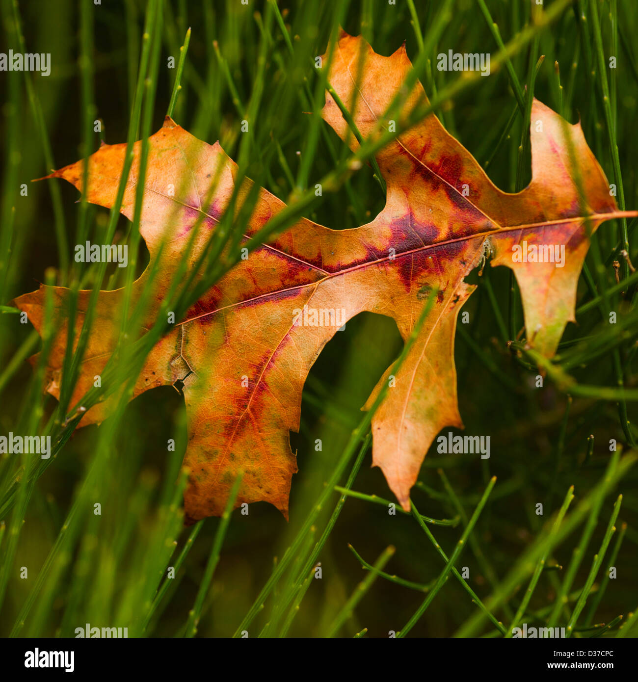 USA, Massachusetts, Leaf tangled in grass Stock Photo - Alamy
