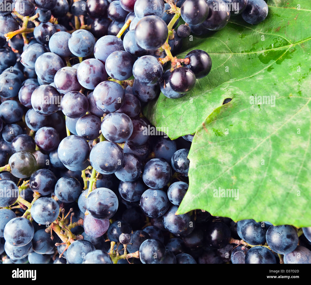 Vitis labrusca - grapes for red wine manufacturing Stock Photo - Alamy