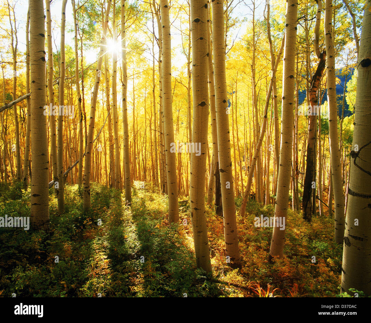 aspen grove at sunset, Colorado Stock Photo - Alamy