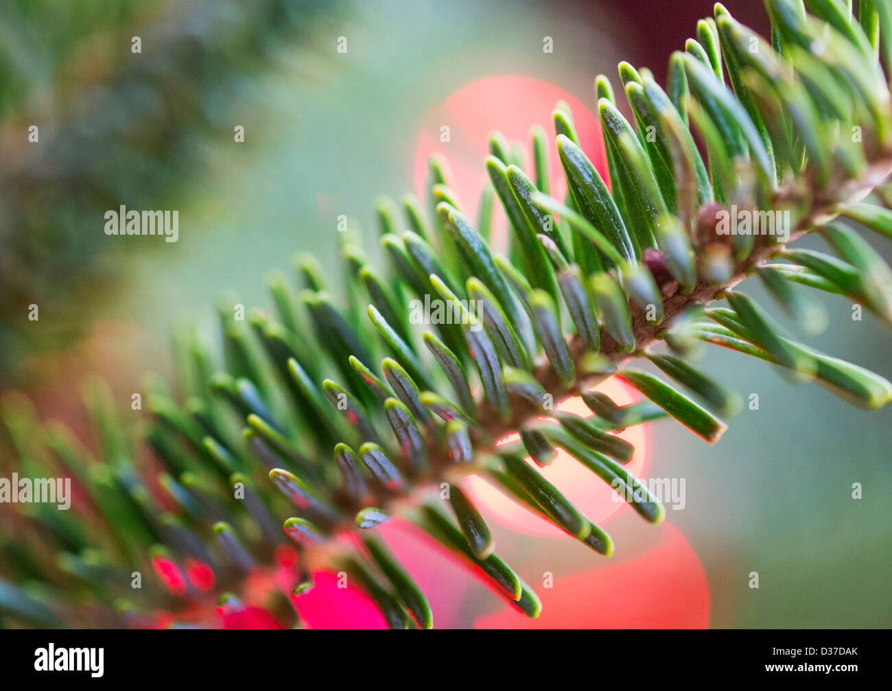 Evergreen city hi-res stock photography and images - Alamy
