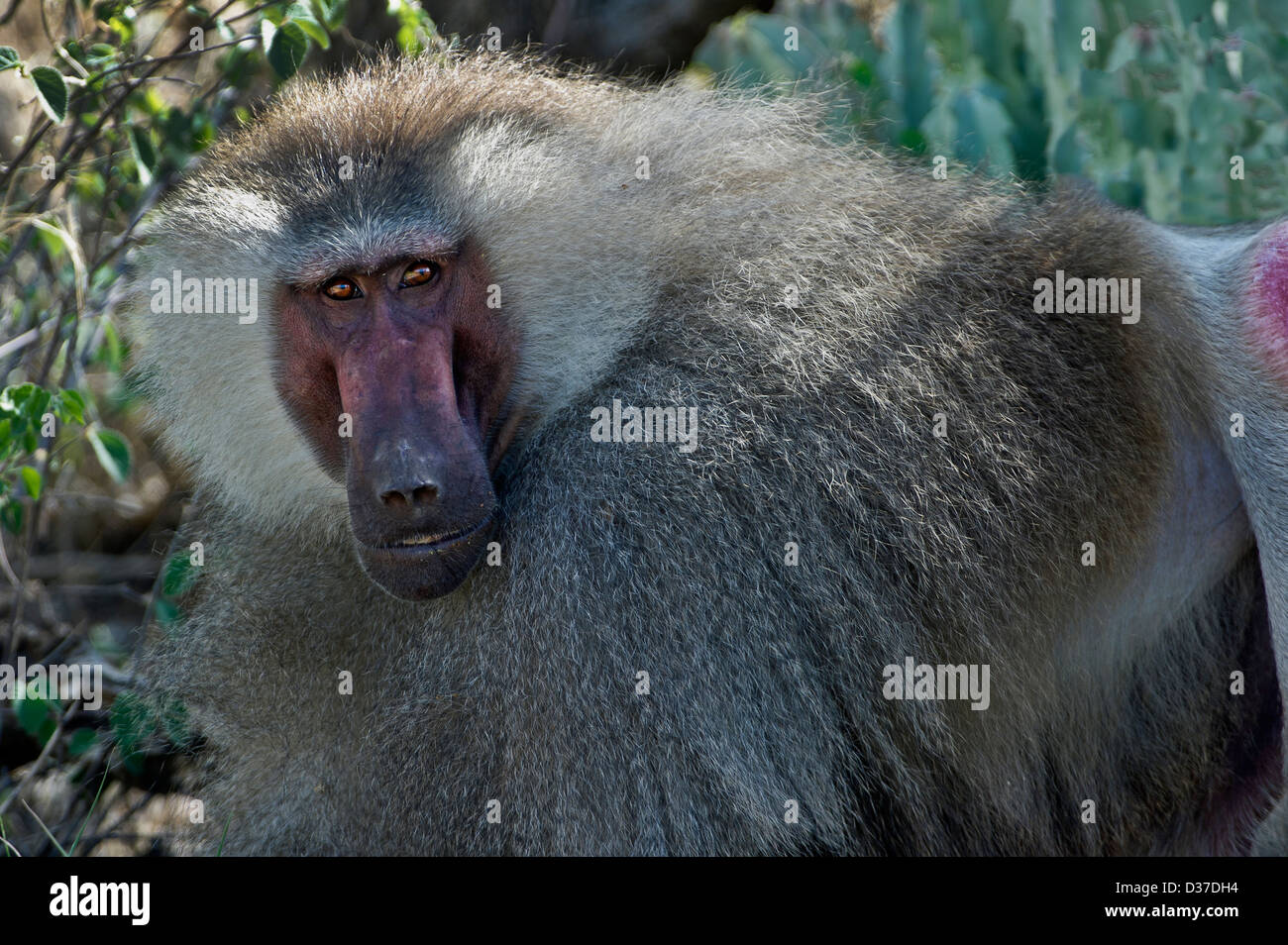 Ethiopian baboon monkey hi-res stock photography and images - Alamy
