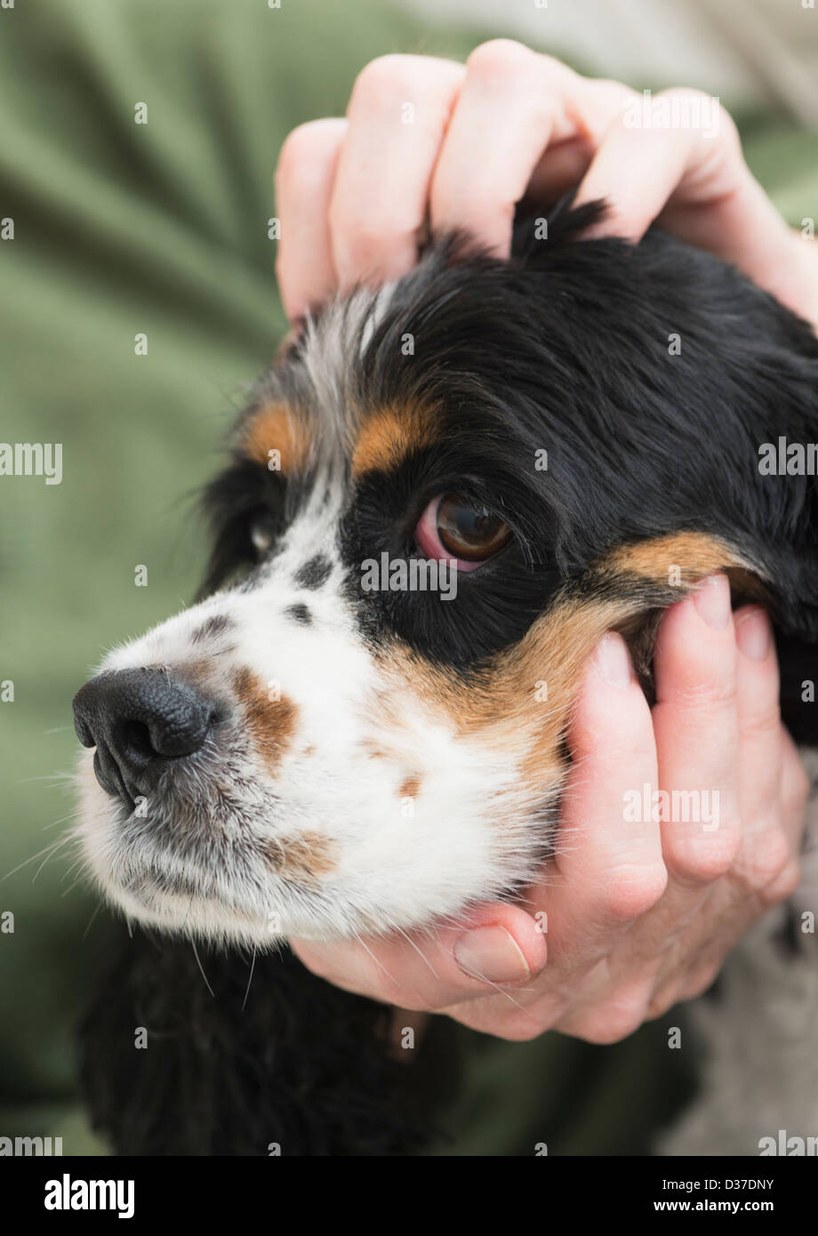 Human hands dog hi-res stock photography and images - Alamy