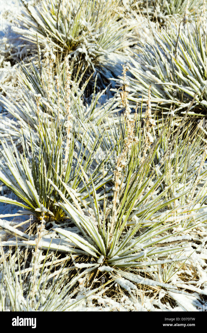 Cactus yucca snow winter hi-res stock photography and images - Alamy