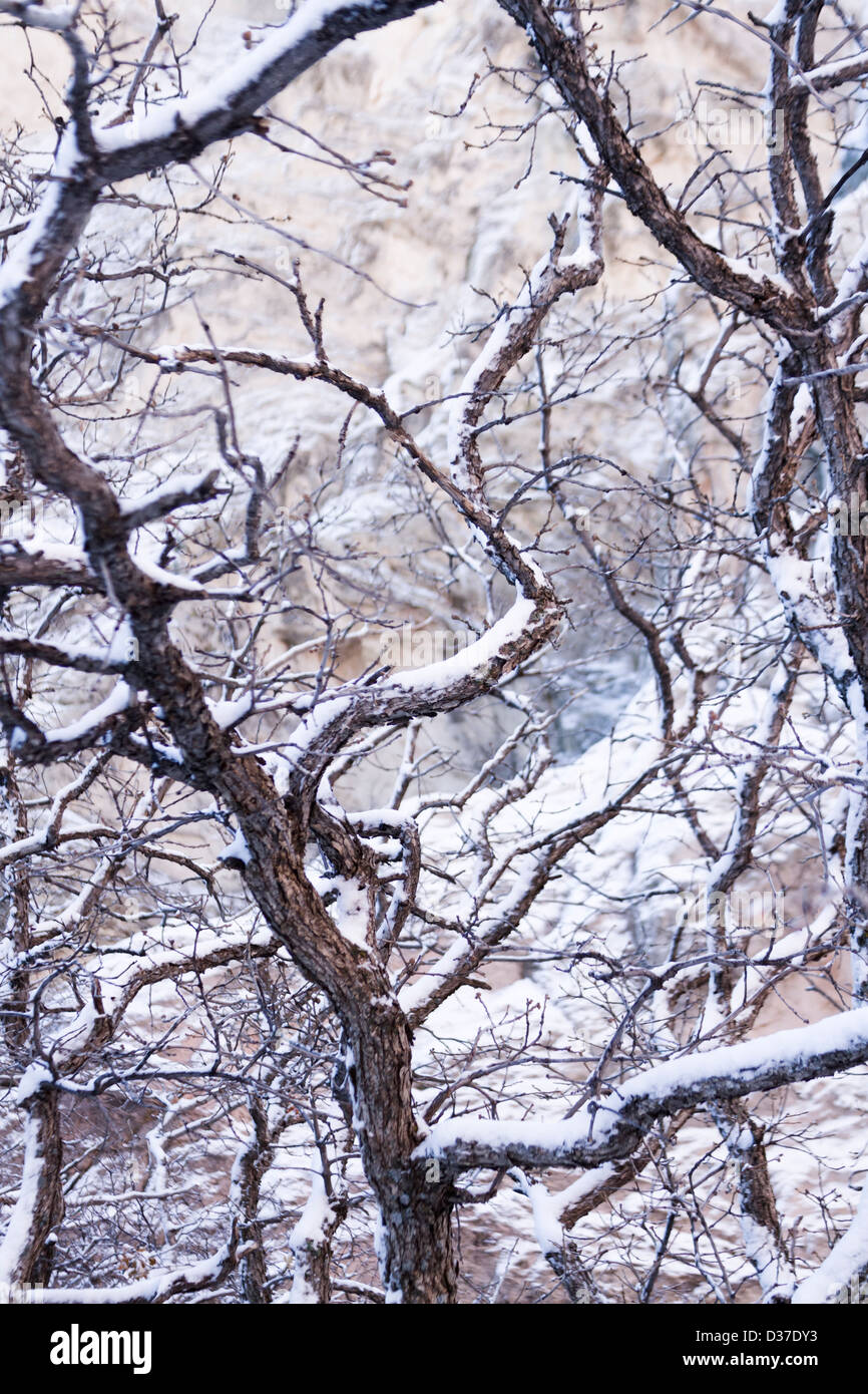 Scrub oak covered with fresh snow Stock Photo - Alamy