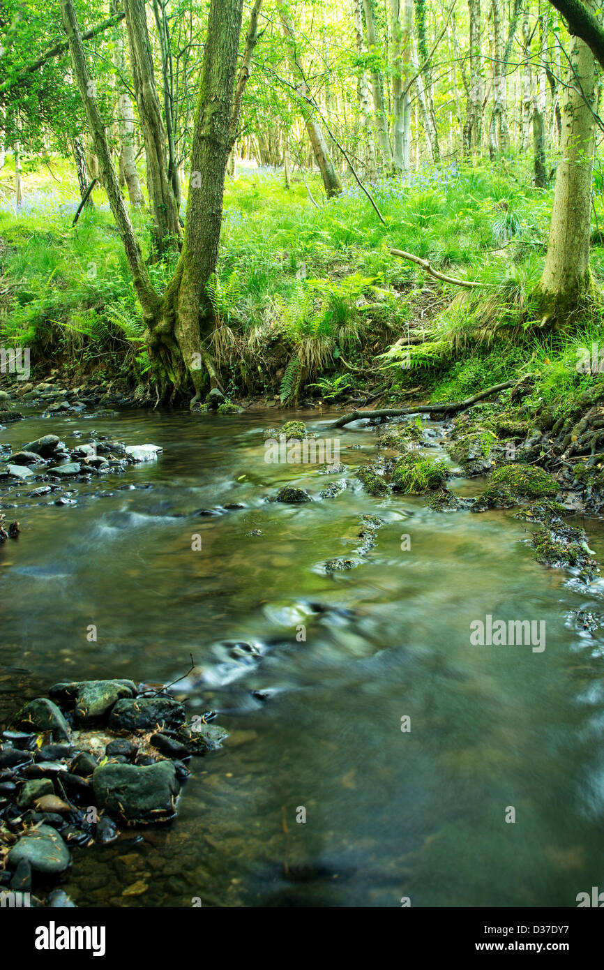 Stream running through the bluebell woods in the forest of dean Stock ...