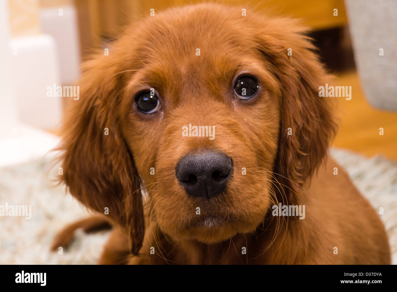 Red Irish Setter Stock Photo - Alamy