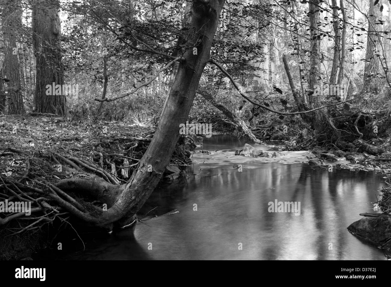Stream running through the bluebell woods in the forest of dean Stock ...