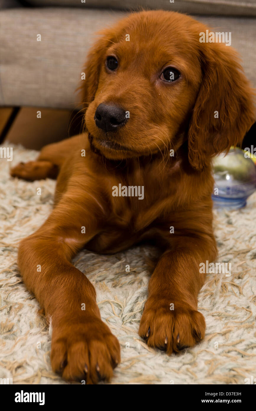 Red Irish Setter Stock Photo - Alamy