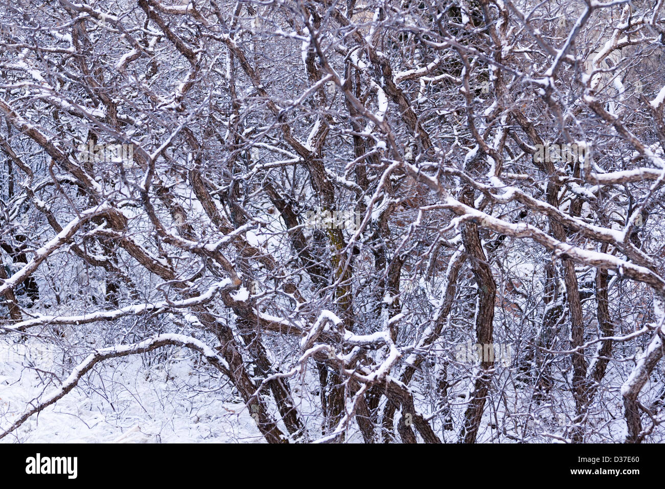 Scrub oak covered with fresh snow Stock Photo - Alamy