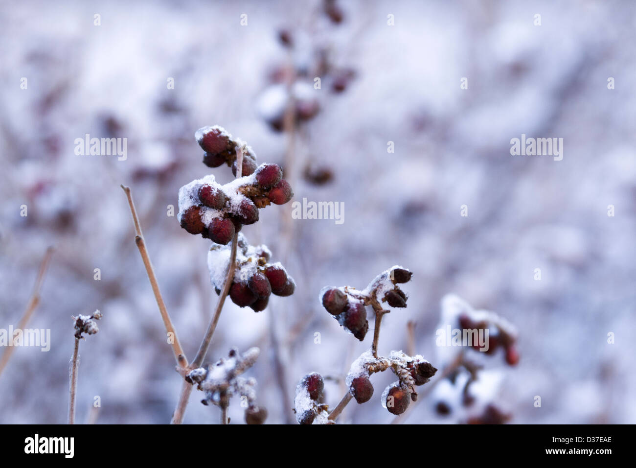 Scrub oak covered with fresh snow Stock Photo - Alamy