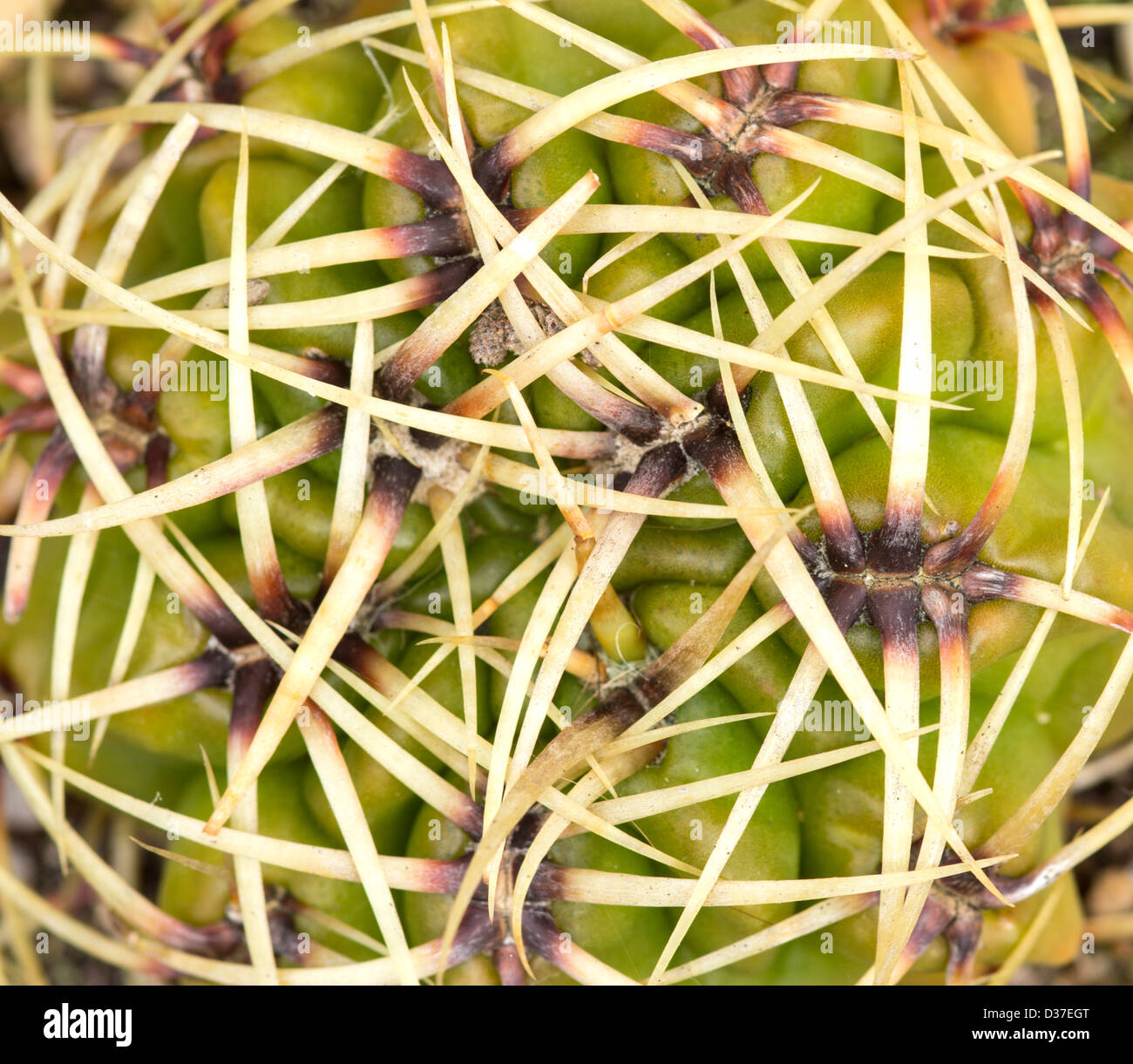Spike cactus hi-res stock photography and images - Alamy