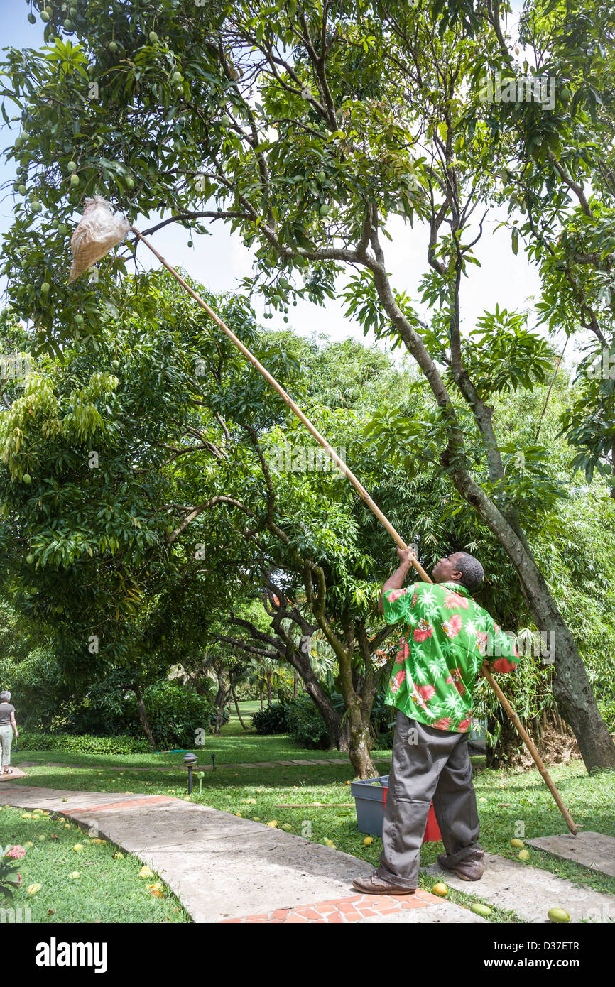 Mango Harvest High Resolution Stock Photography and Images - Alamy
