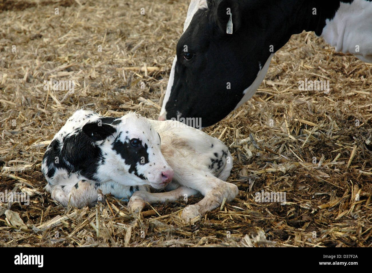 Cow with newborn calf Stock Photo - Alamy