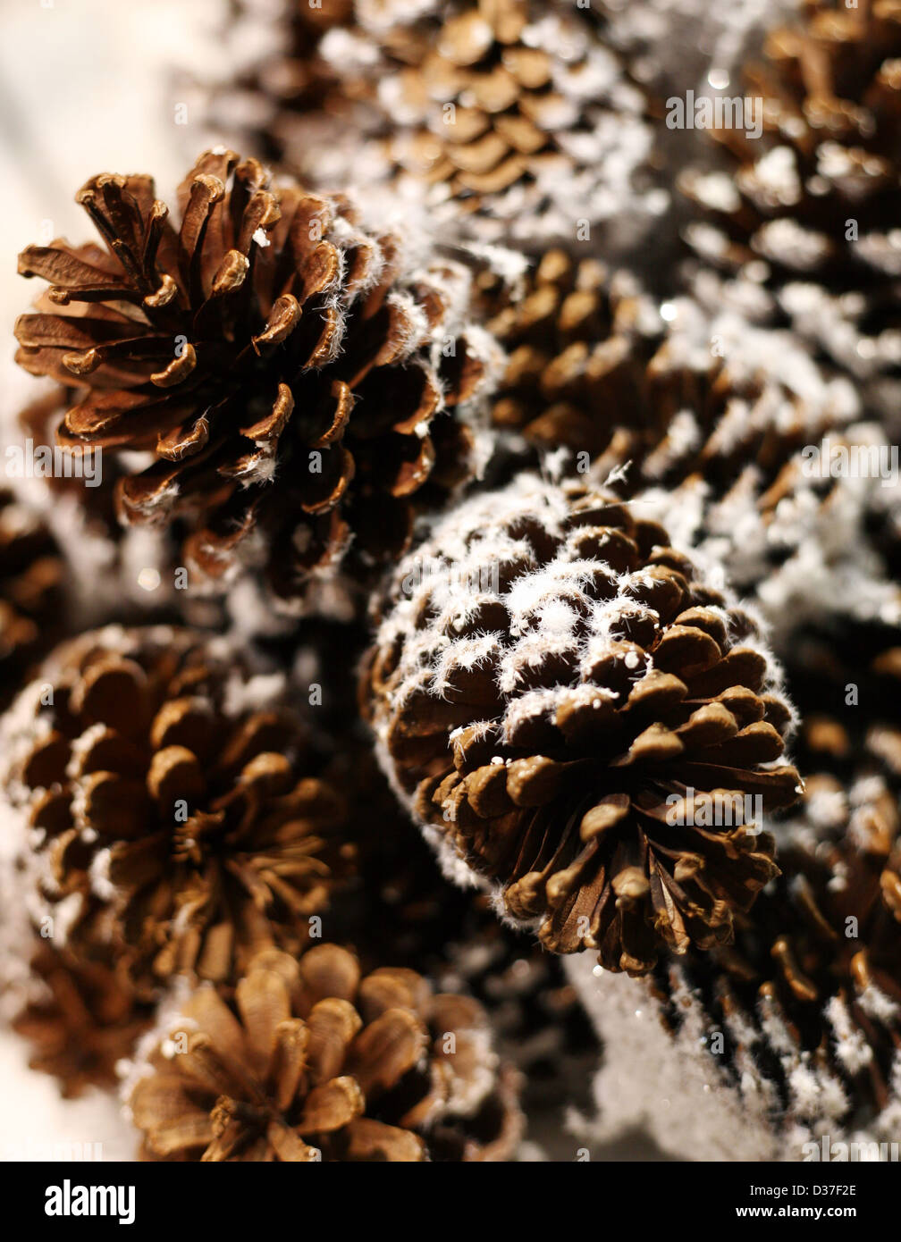 Fur tree cones hi-res stock photography and images - Alamy