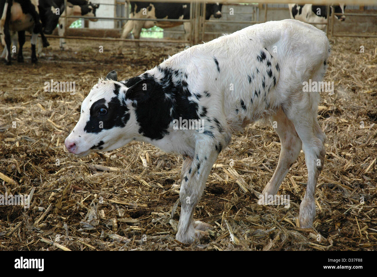 Newborn calf standing hi-res stock photography and images - Alamy