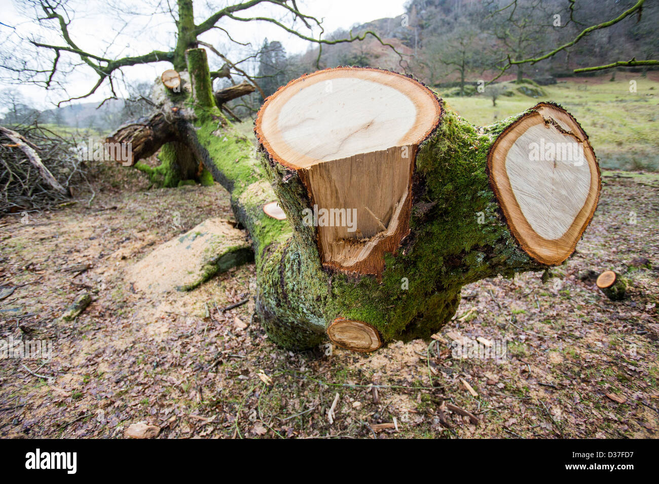 An old Oak tree blown over by gale force winds in Rydal, Lake District ...
