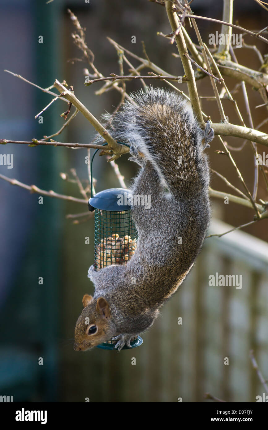 Squirrel on nuts Stock Photo - Alamy