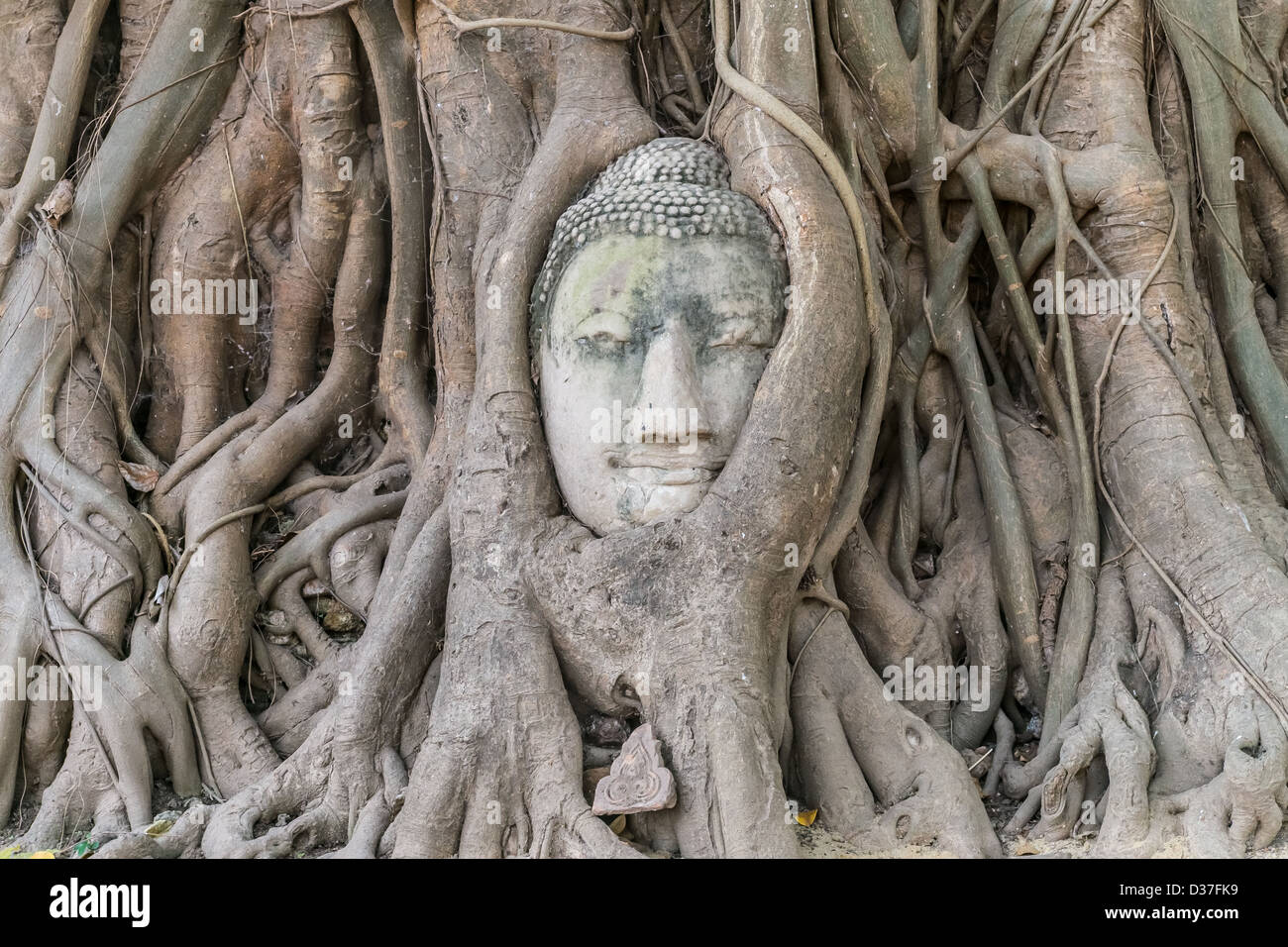 Temple covered in tree roots hi-res stock photography and images - Alamy