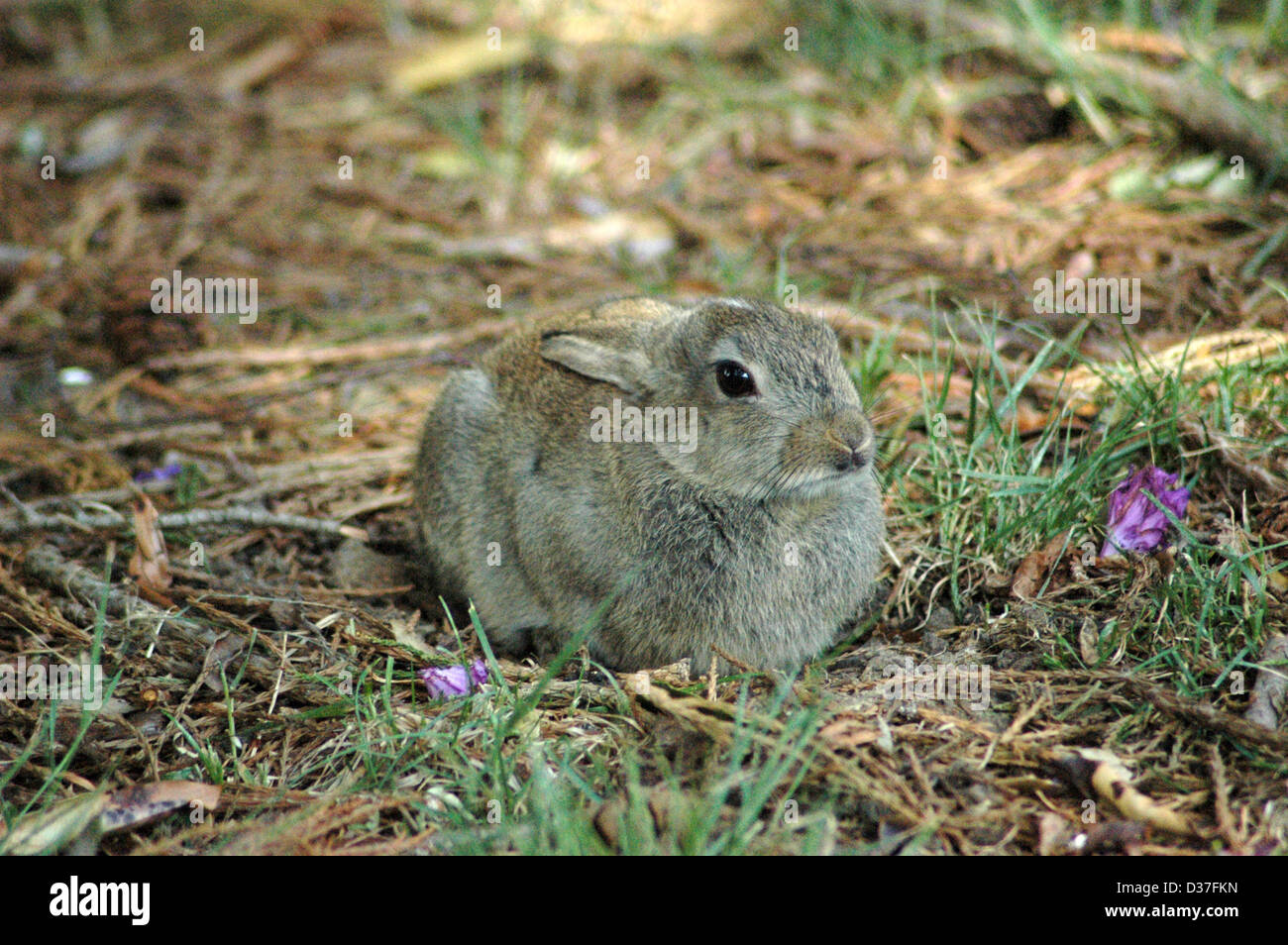Wild rabbit and purple flowers Stock Photo - Alamy