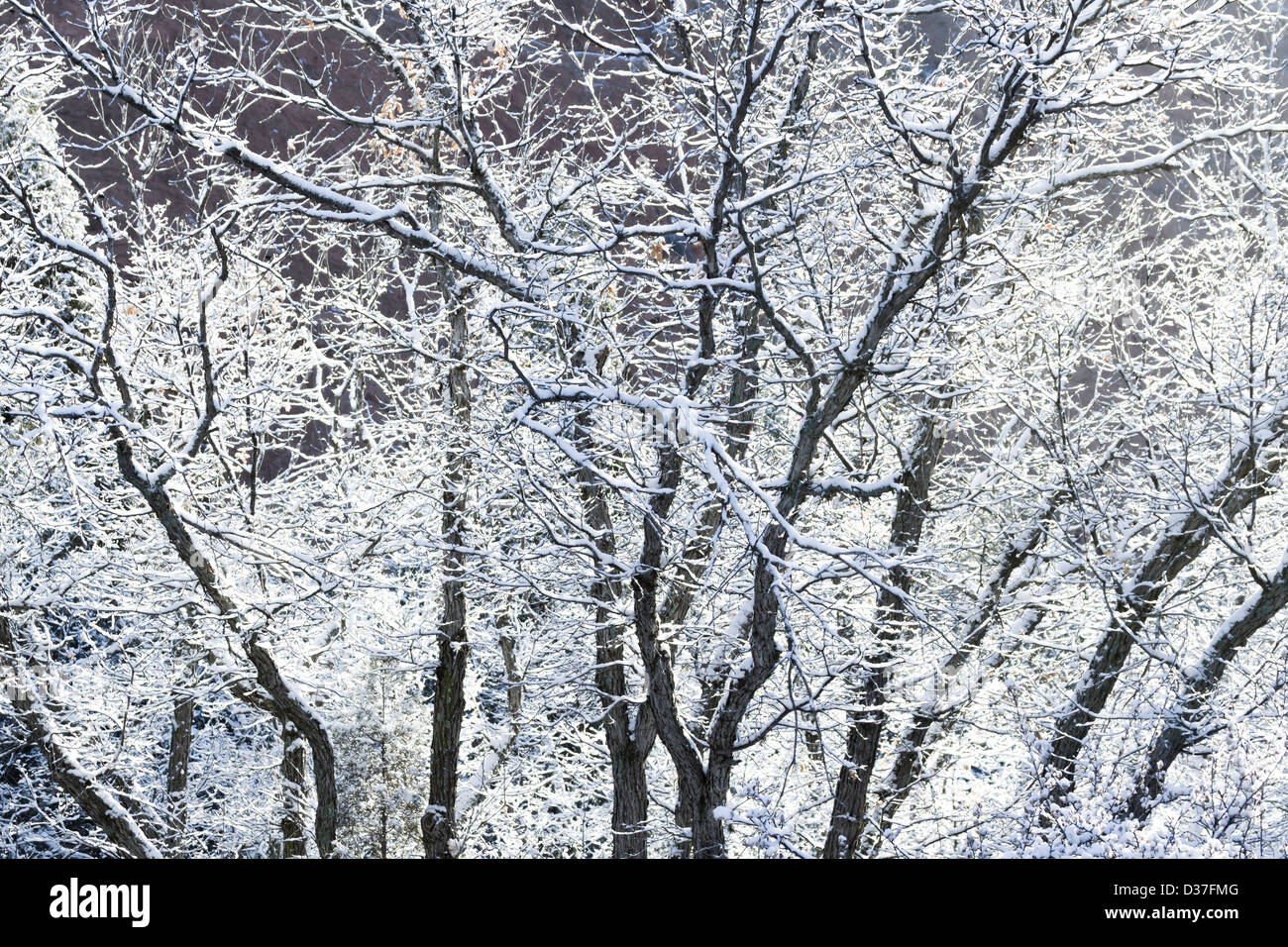 Scrub oak covered with fresh snow Stock Photo - Alamy