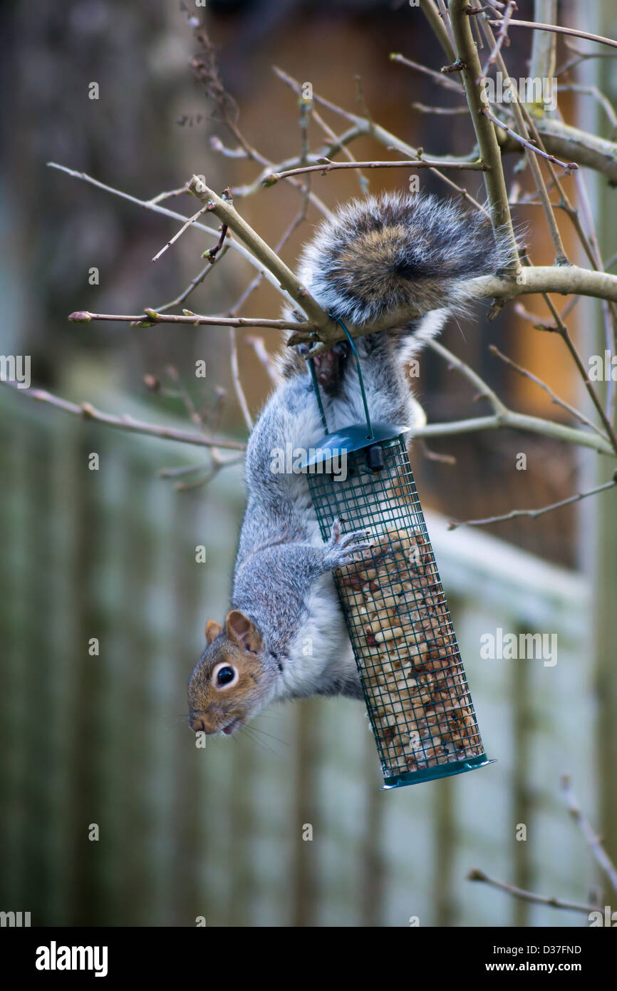 Squirrel on nuts Stock Photo - Alamy
