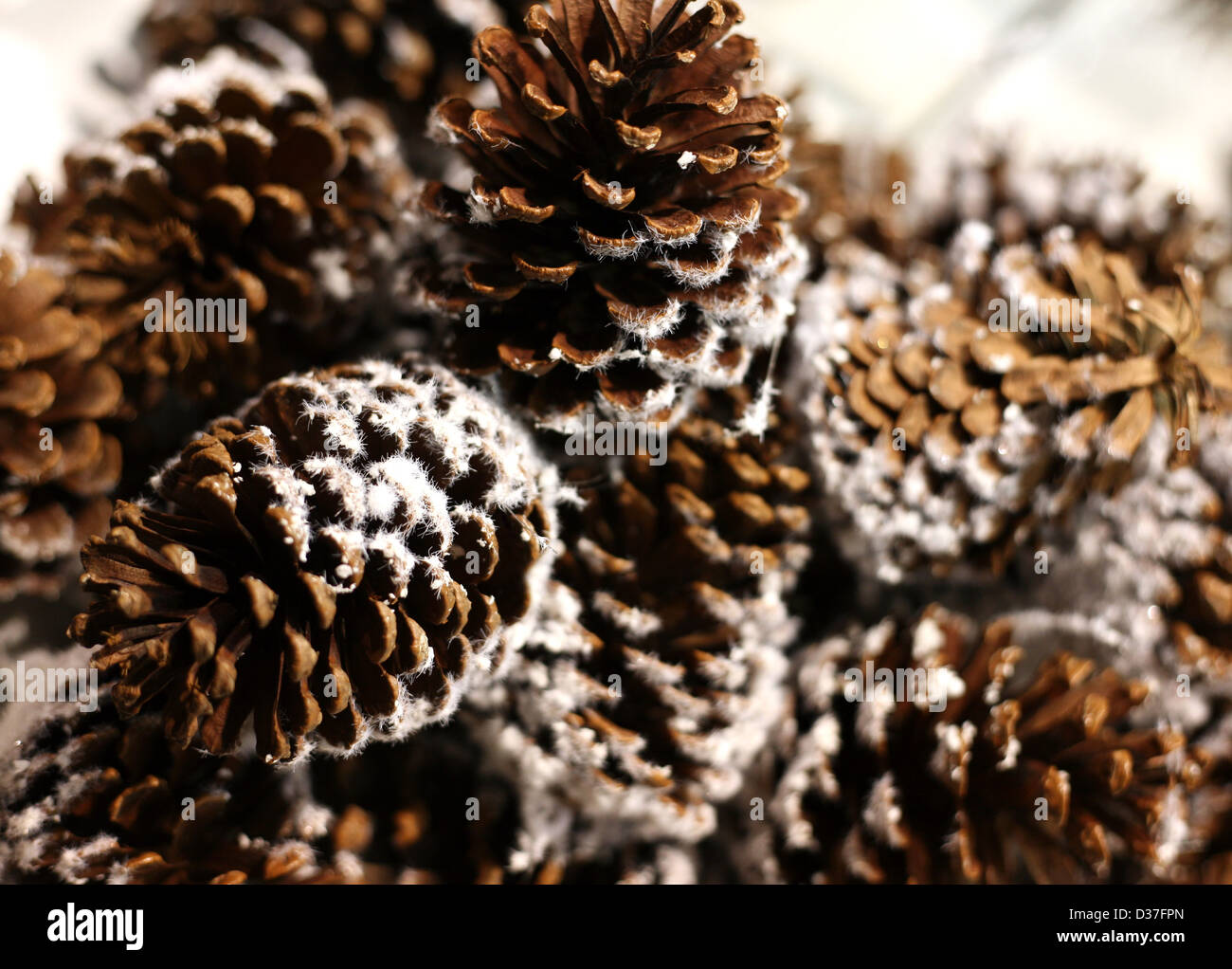 New seeds in snow hi-res stock photography and images - Alamy