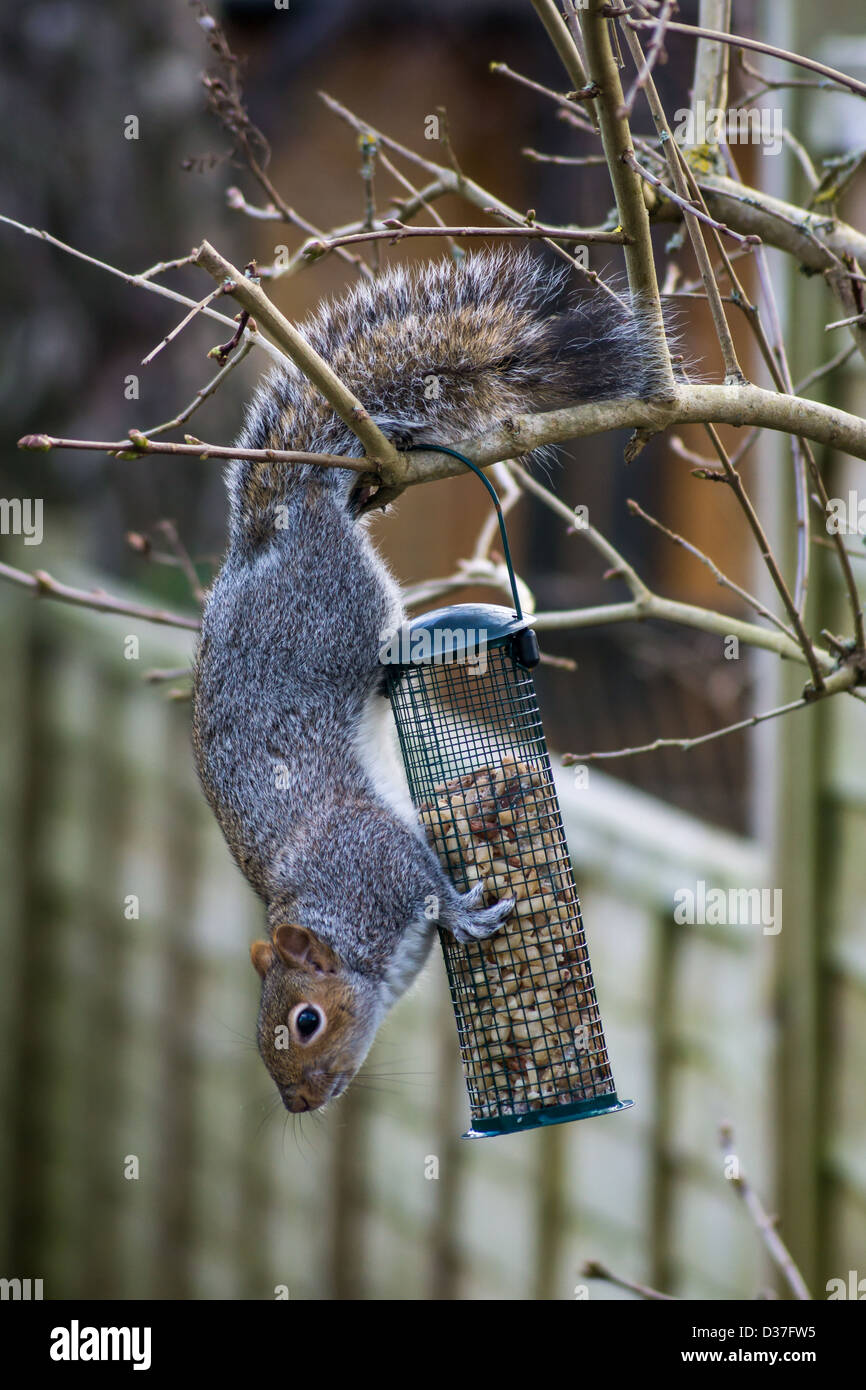 Squirrel on nuts Stock Photo - Alamy