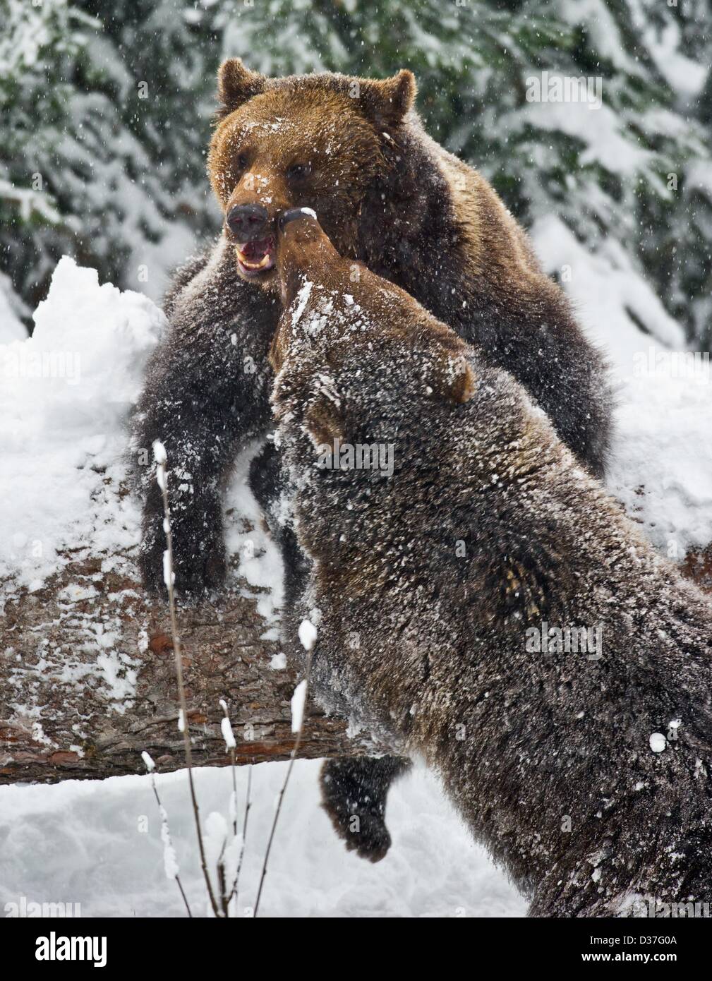 Two brown bears (Ursus arctos) play in their snowy outdoor enclosure in the Bavarian Forest ...