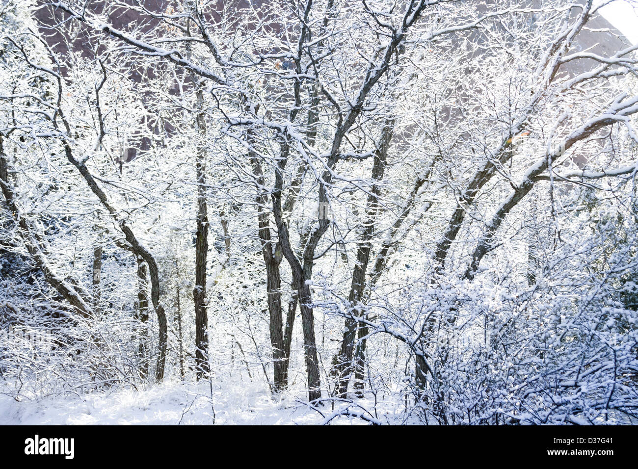 Scrub oak covered with fresh snow Stock Photo - Alamy