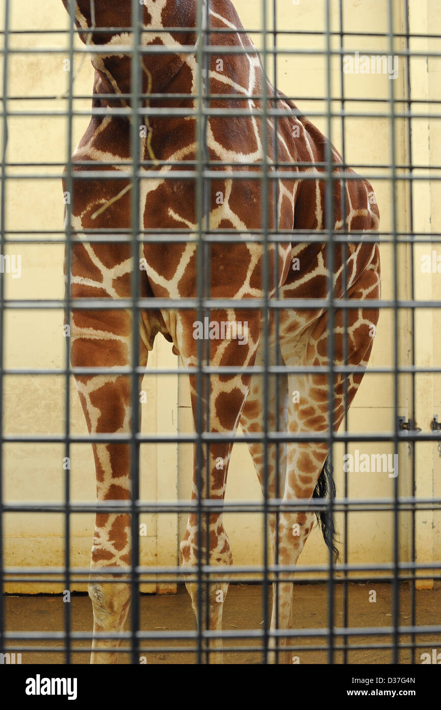 Giraffe in Zoo Stock Photo - Alamy