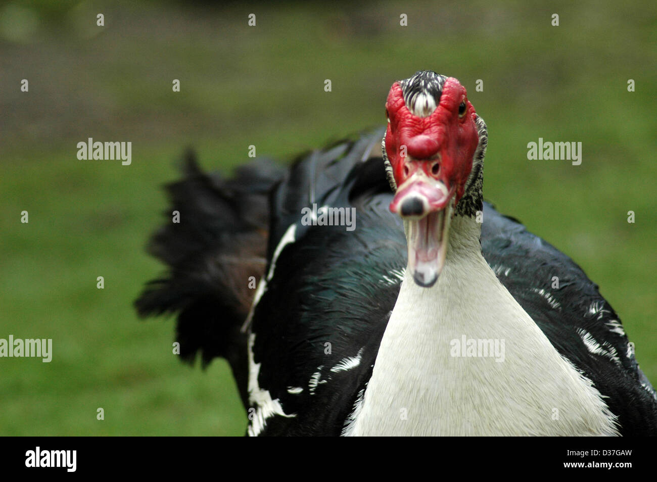 Muscovy duck quaking Stock Photo - Alamy