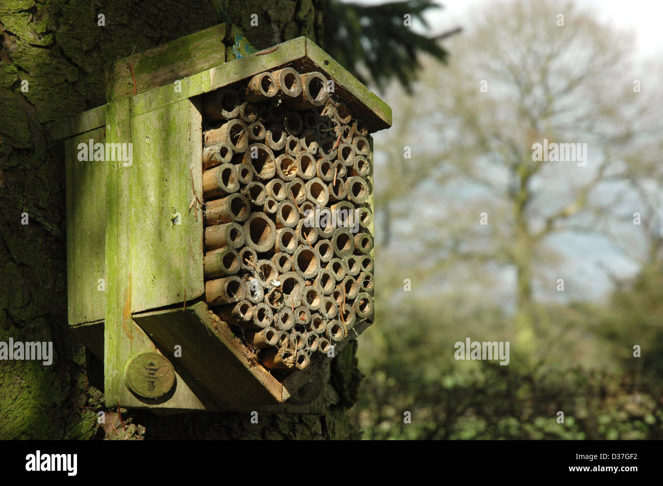 Nesting bumblebee hi-res stock photography and images - Alamy